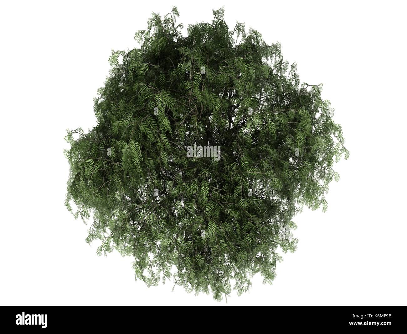 3d rendering of a realistic green tree top view isolated on white Stock ...