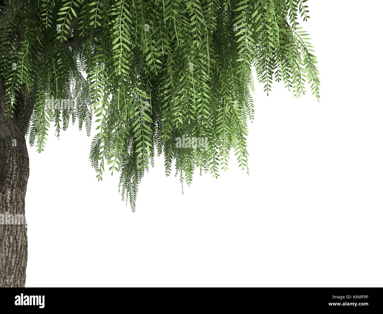 3d rendering of a realistic green tree foreground view isolated on ...