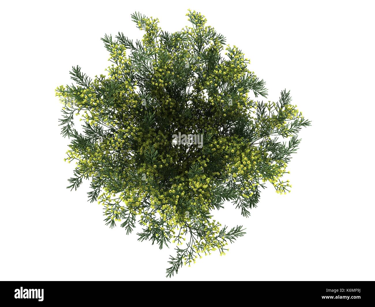 Flowers Bush Top View