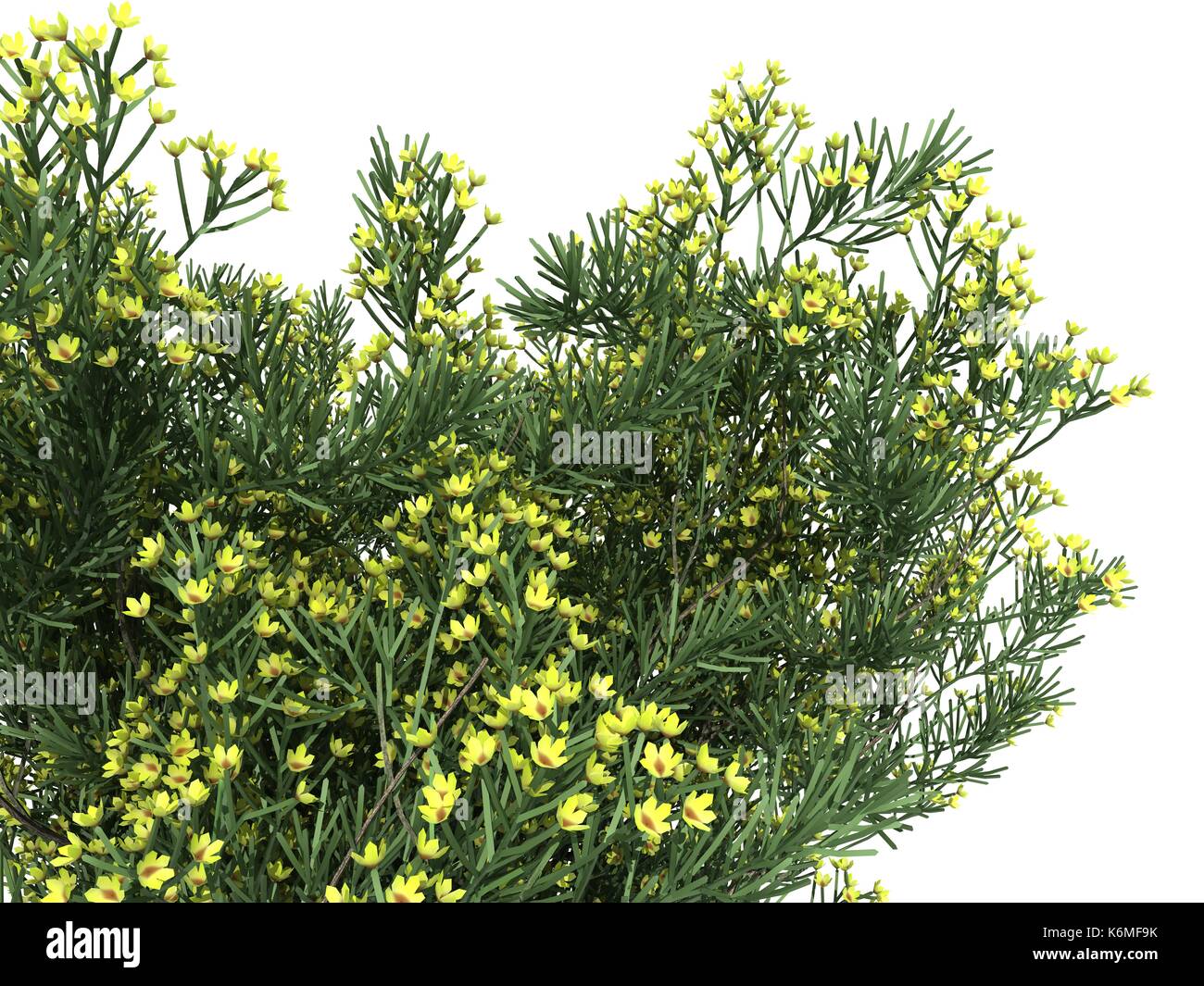3d rendering of a realistic flower bush from front view isolated on ...