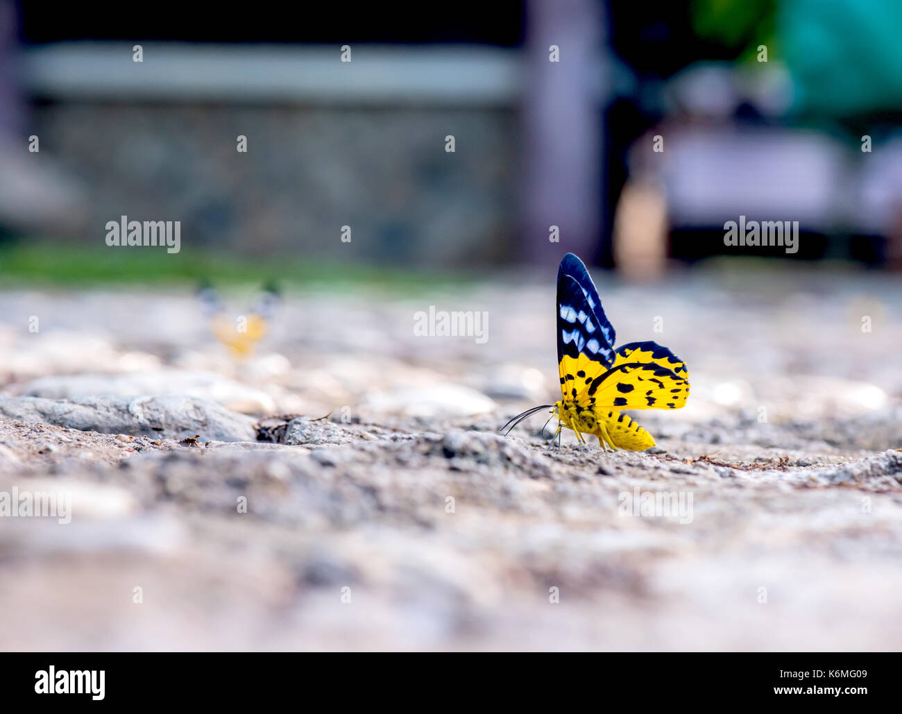Butterfly in the forest, insect and animal Stock Photo - Alamy