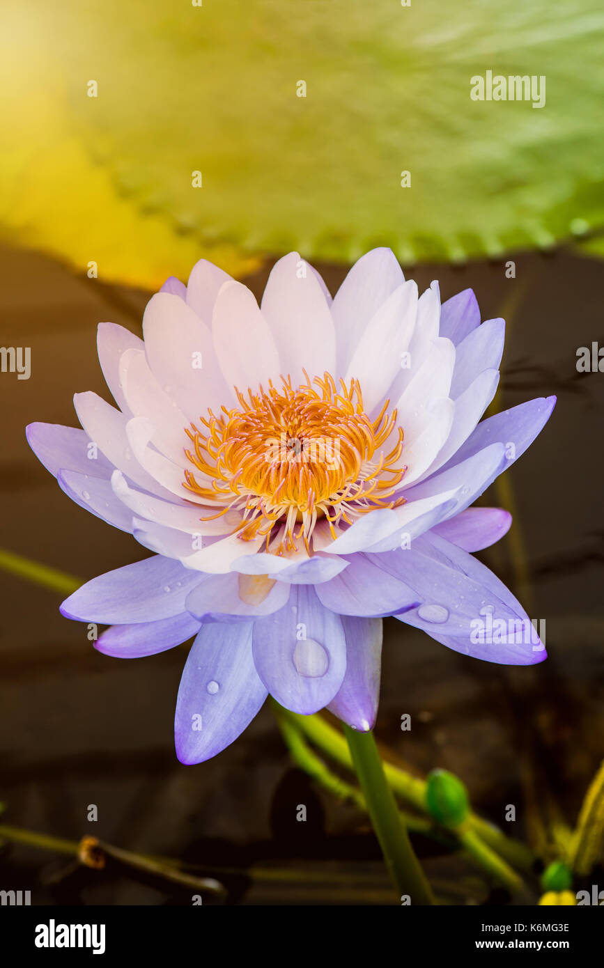 blooming lotus flower in the botanical garden Stock Photo - Alamy