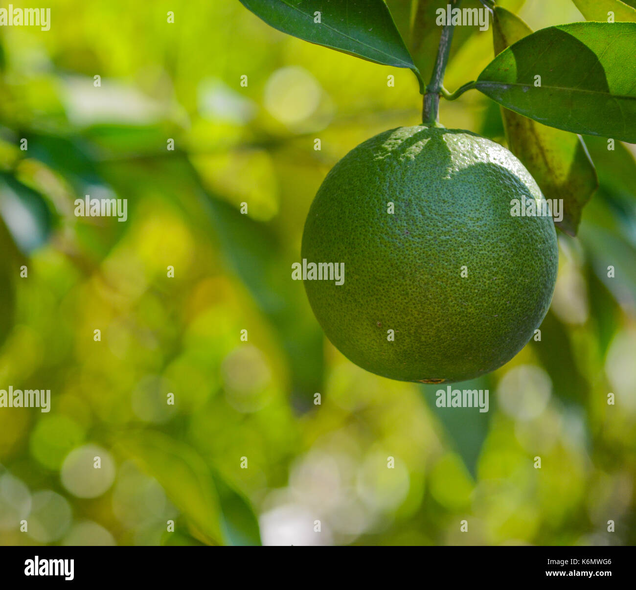 Navel orange about to ripen on the tree in Arizona Stock Photo - Alamy