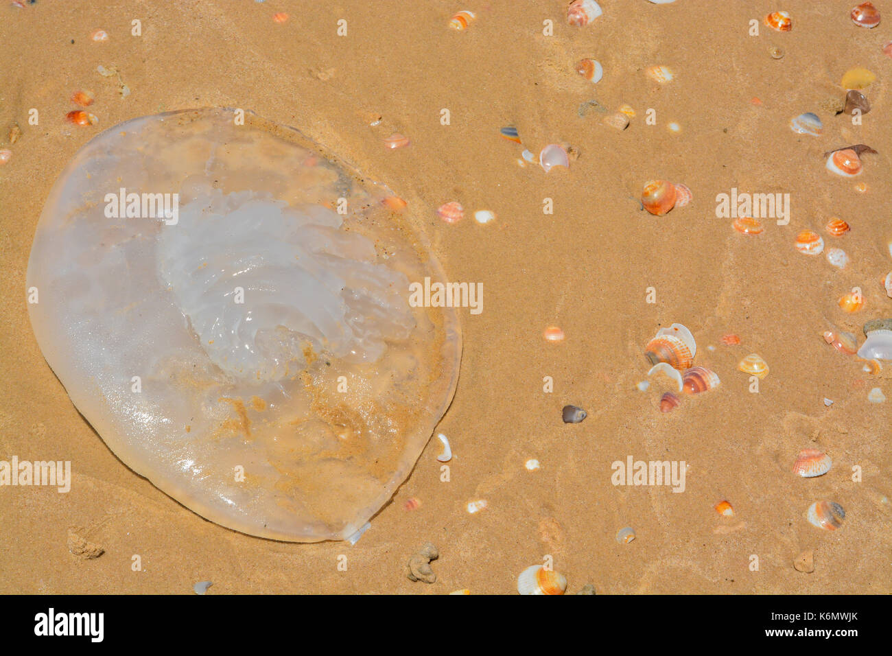 Abstract beached jellyfish on the Mediterranean in Israel Stock Photo ...