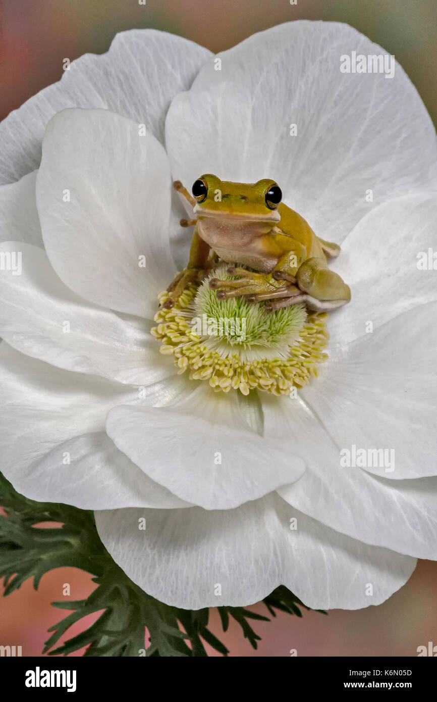 Small green tree-frog resting in the center of a white flower Stock ...