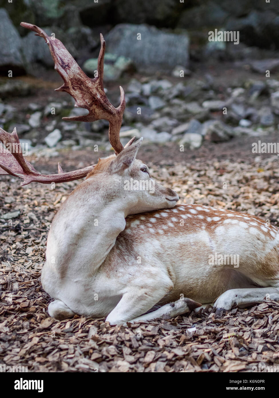 Fallow deer sitting as spotted in Santa Village Stock Photo - Alamy