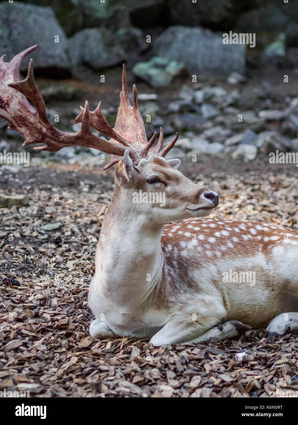 Fallow deer sitting as spotted in Santa Village Stock Photo - Alamy