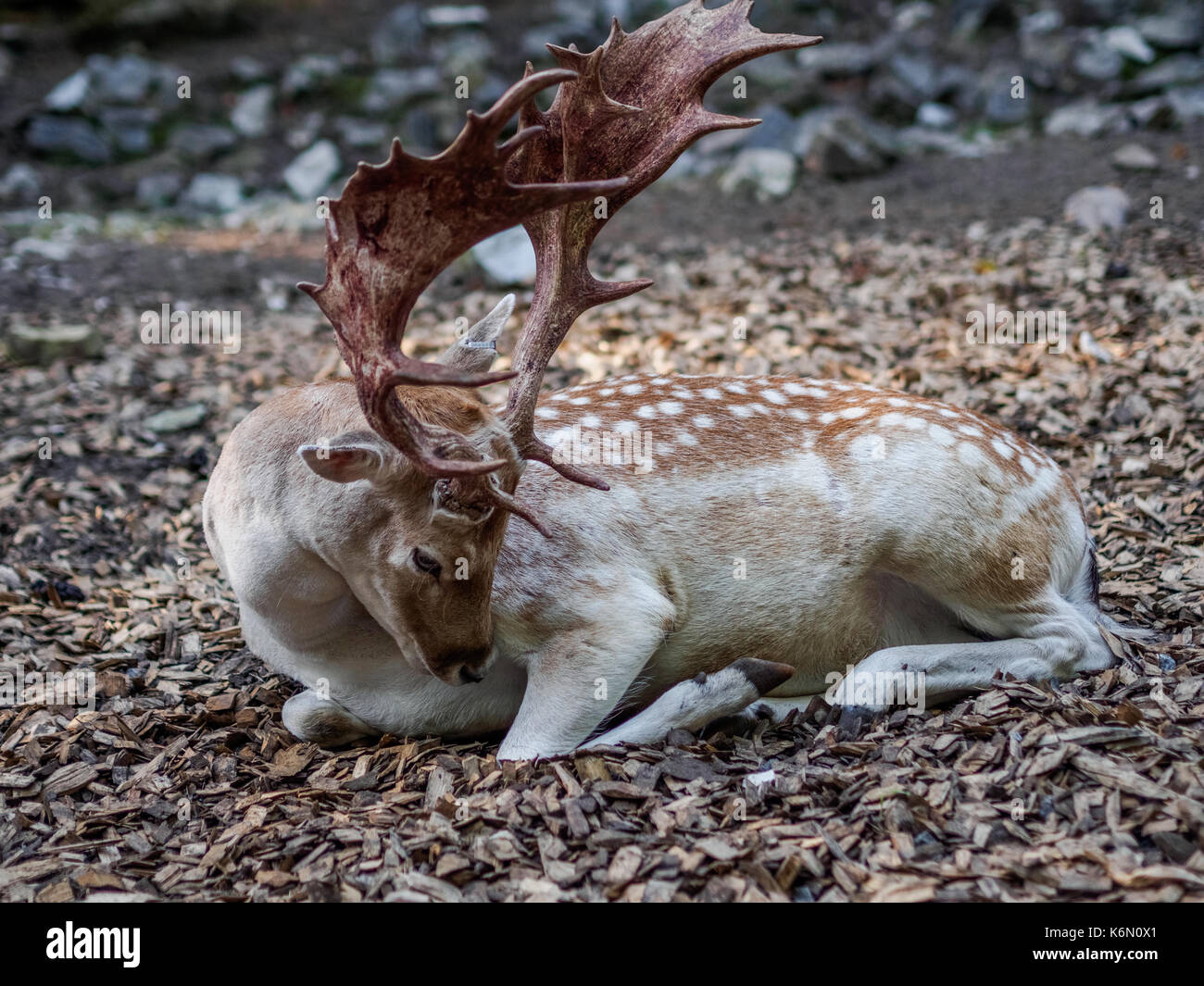 Fallow deer sitting as spotted in Santa Village Stock Photo - Alamy
