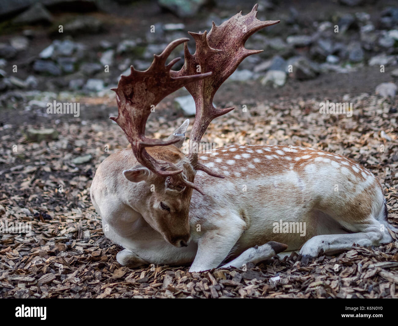Fallow deer sitting as spotted in Santa Village Stock Photo - Alamy