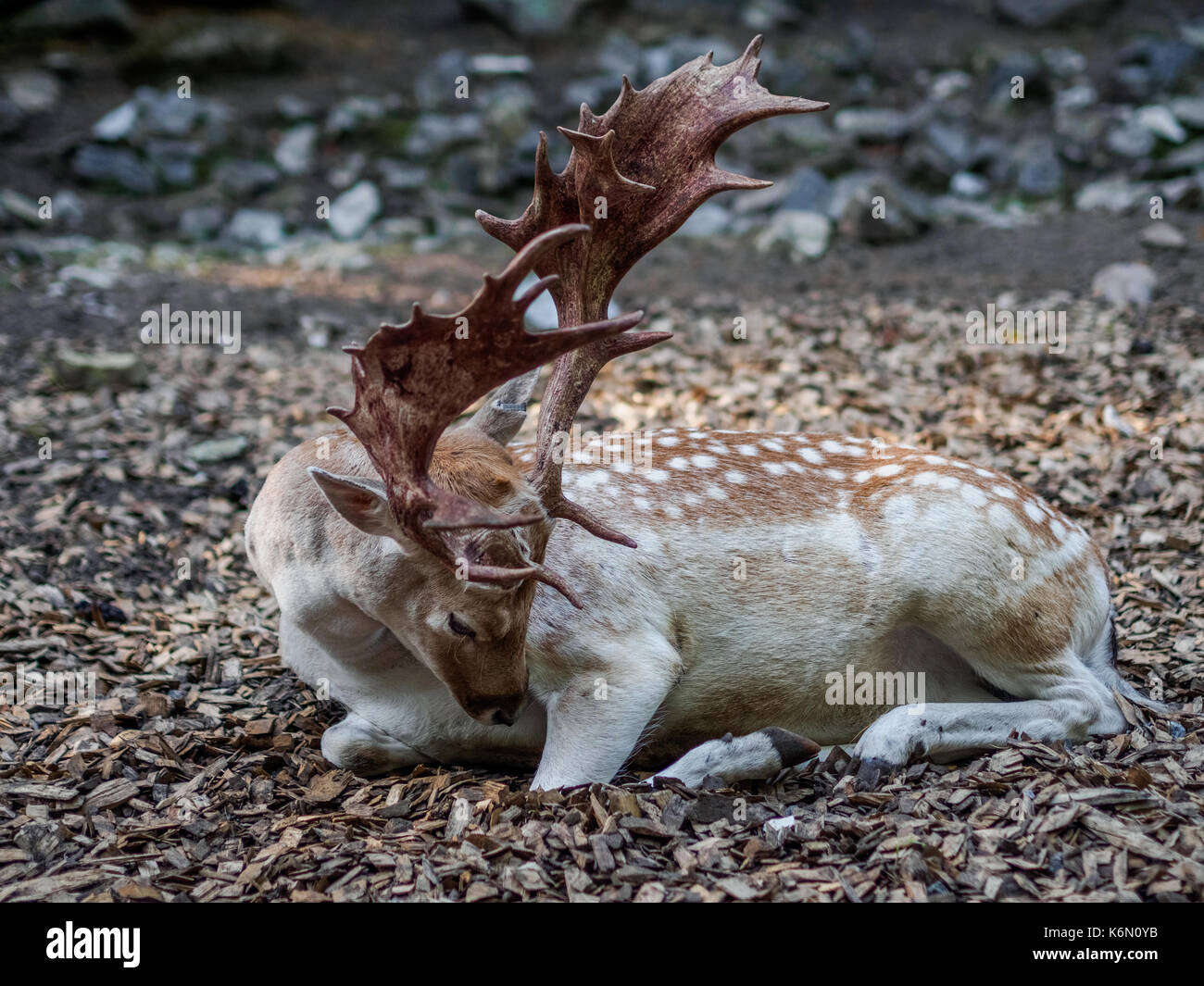 Fallow deer sitting as spotted in Santa Village Stock Photo - Alamy