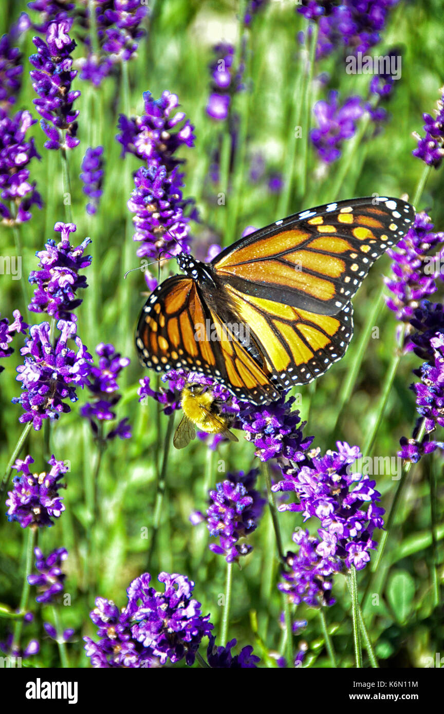 monarch resting on lavender Stock Photo - Alamy