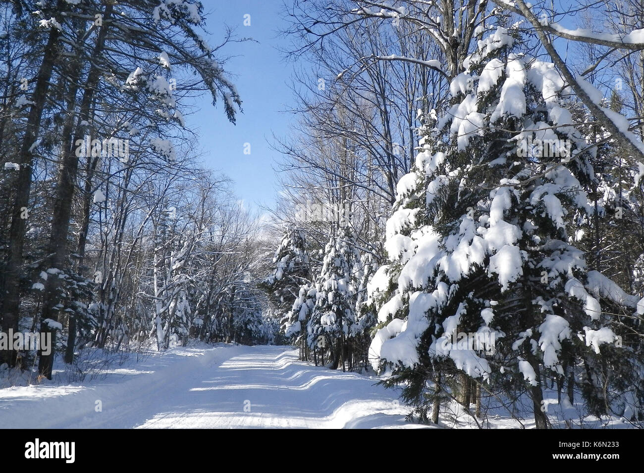 Snowmobile trail in the Adirondack Park, NY wilderness Stock Photo - Alamy