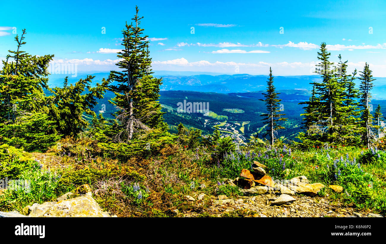Wildflowers in the high alpine of the Shuswap Highlands in central ...
