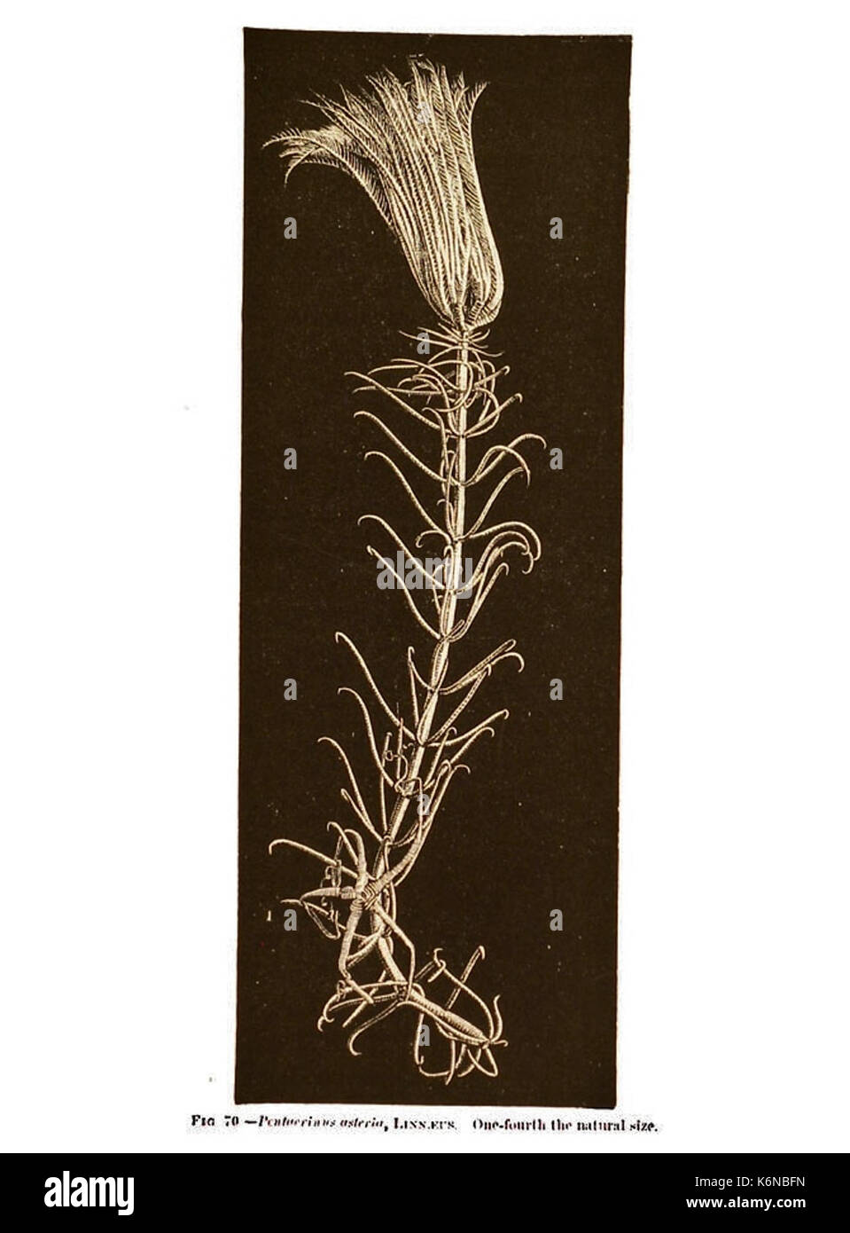 Linnaeus 1767 hi-res stock photography and images - Alamy