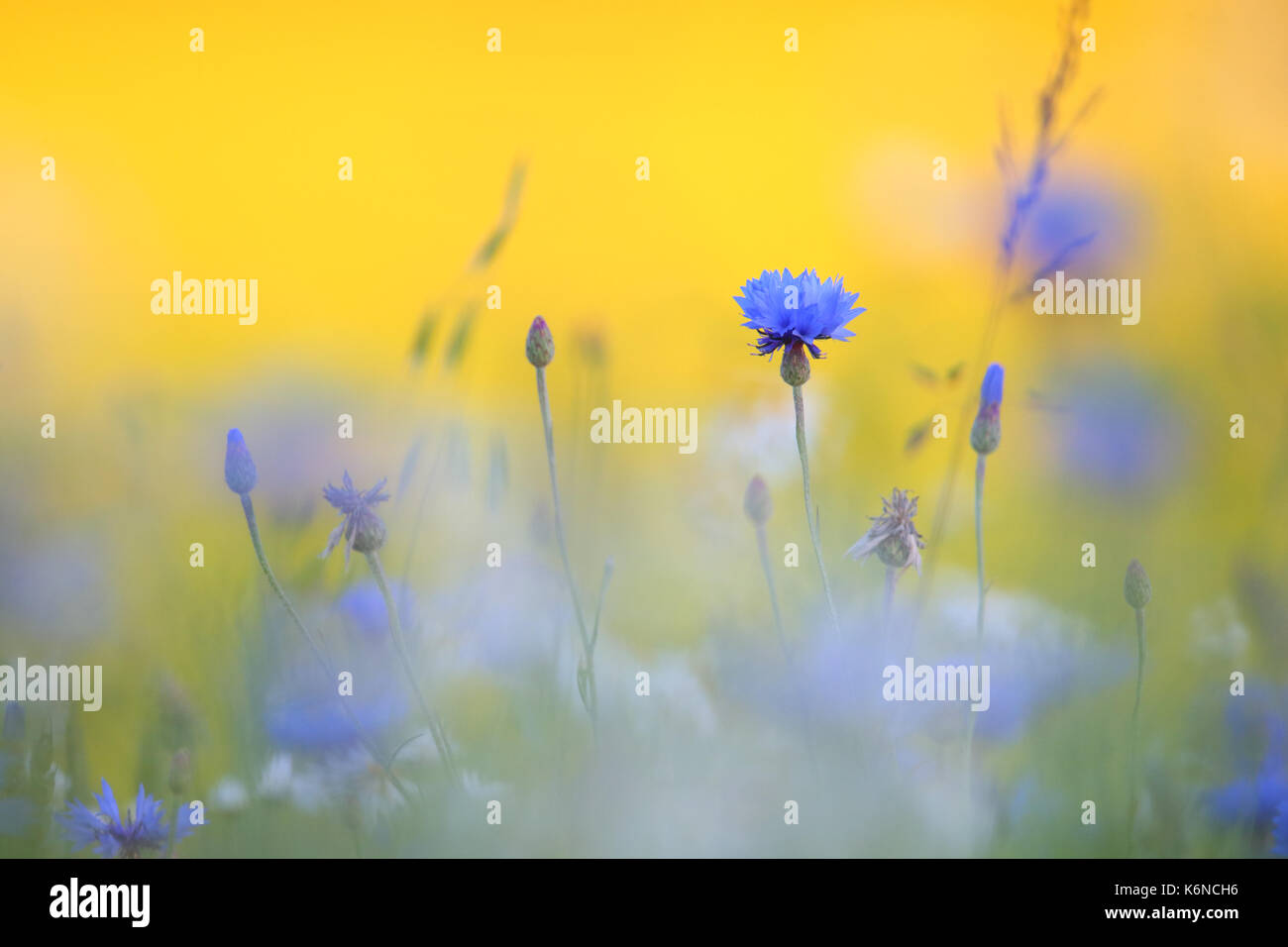 Yellow cornflower hi-res stock photography and images - Alamy