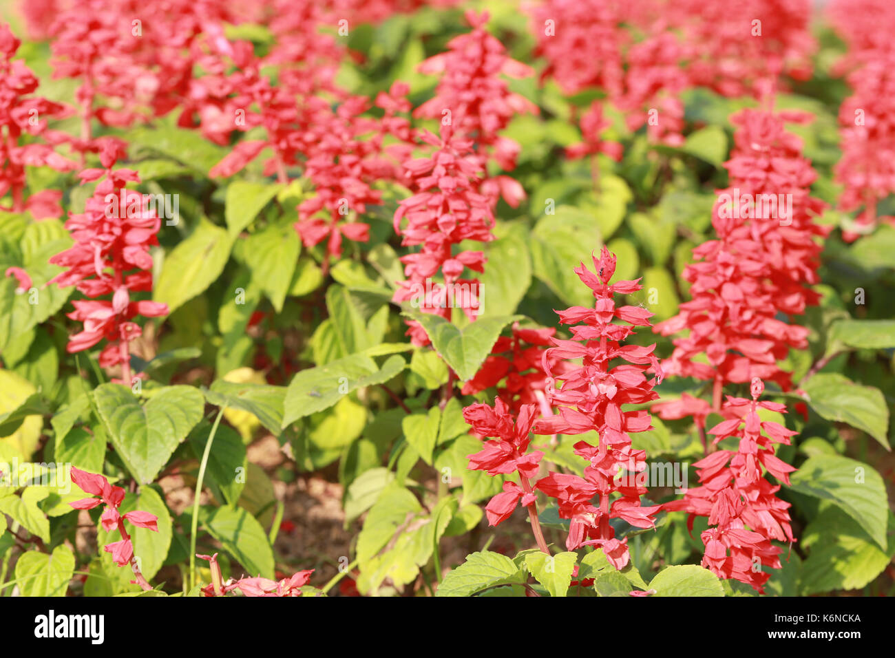 Plantas tropical hi-res stock photography and images - Alamy