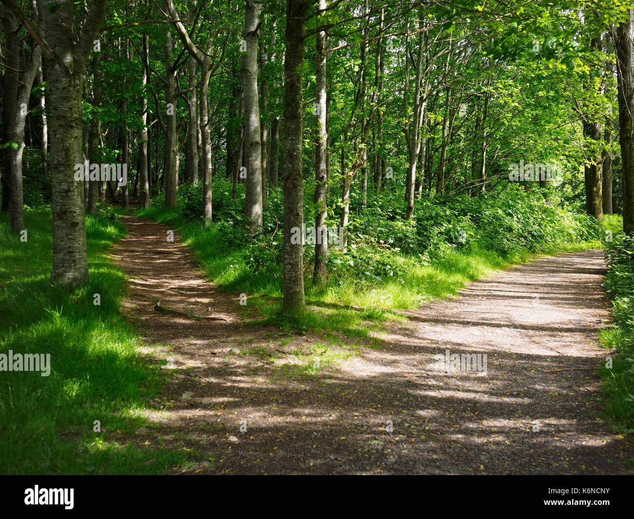Two Paths In A Forest