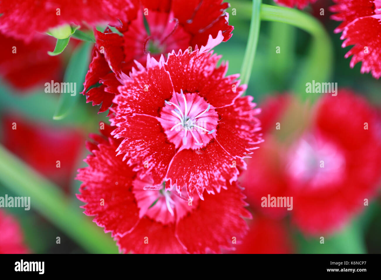Red Dianthus chinensis flower is species of Dianthus native Stock Photo ...