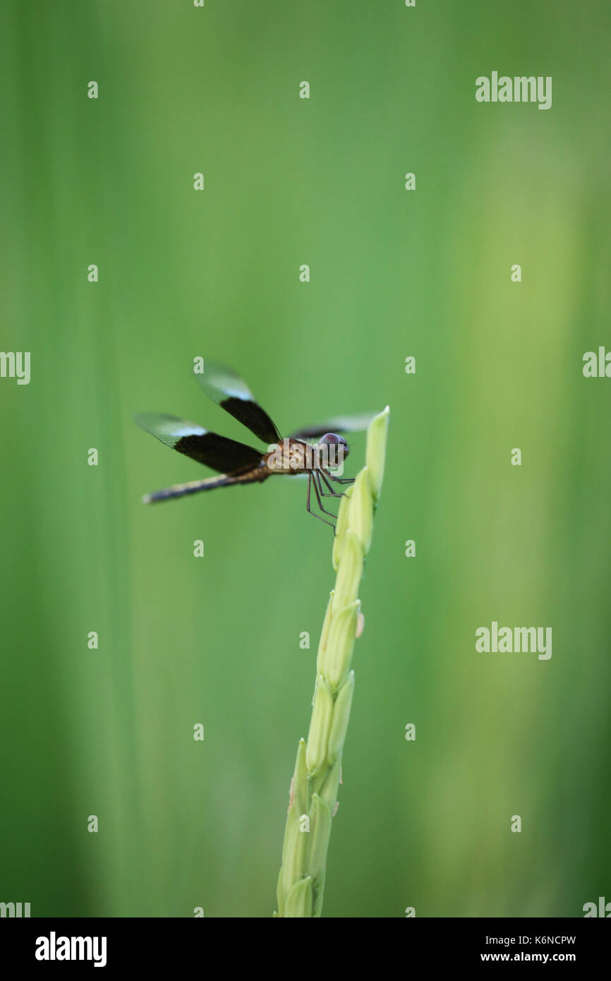 Dragonfly on a leaf of rice in an agricultural area,Focus on the head ...