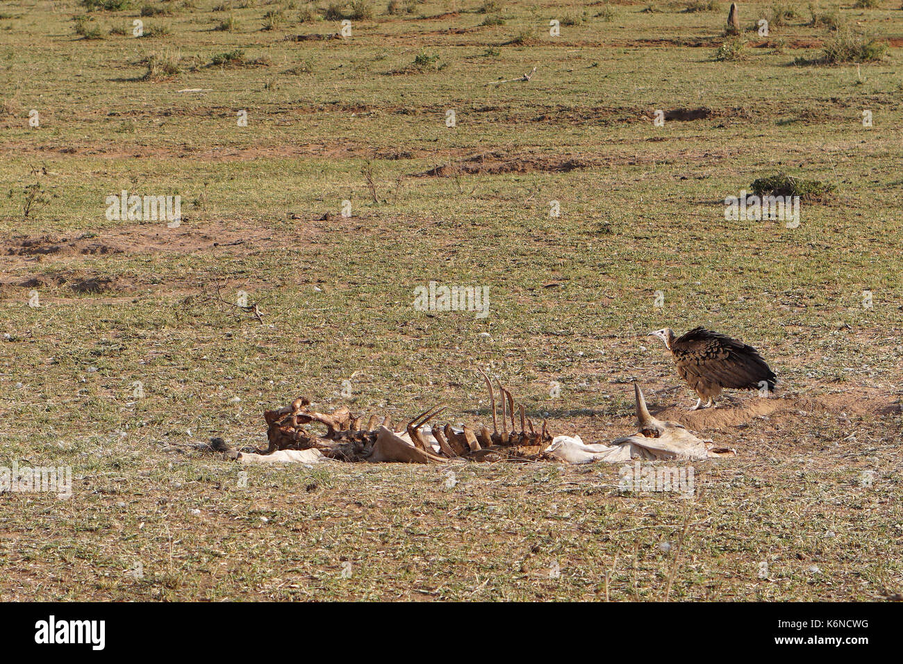 Vulture eating carcass hi-res stock photography and images - Alamy