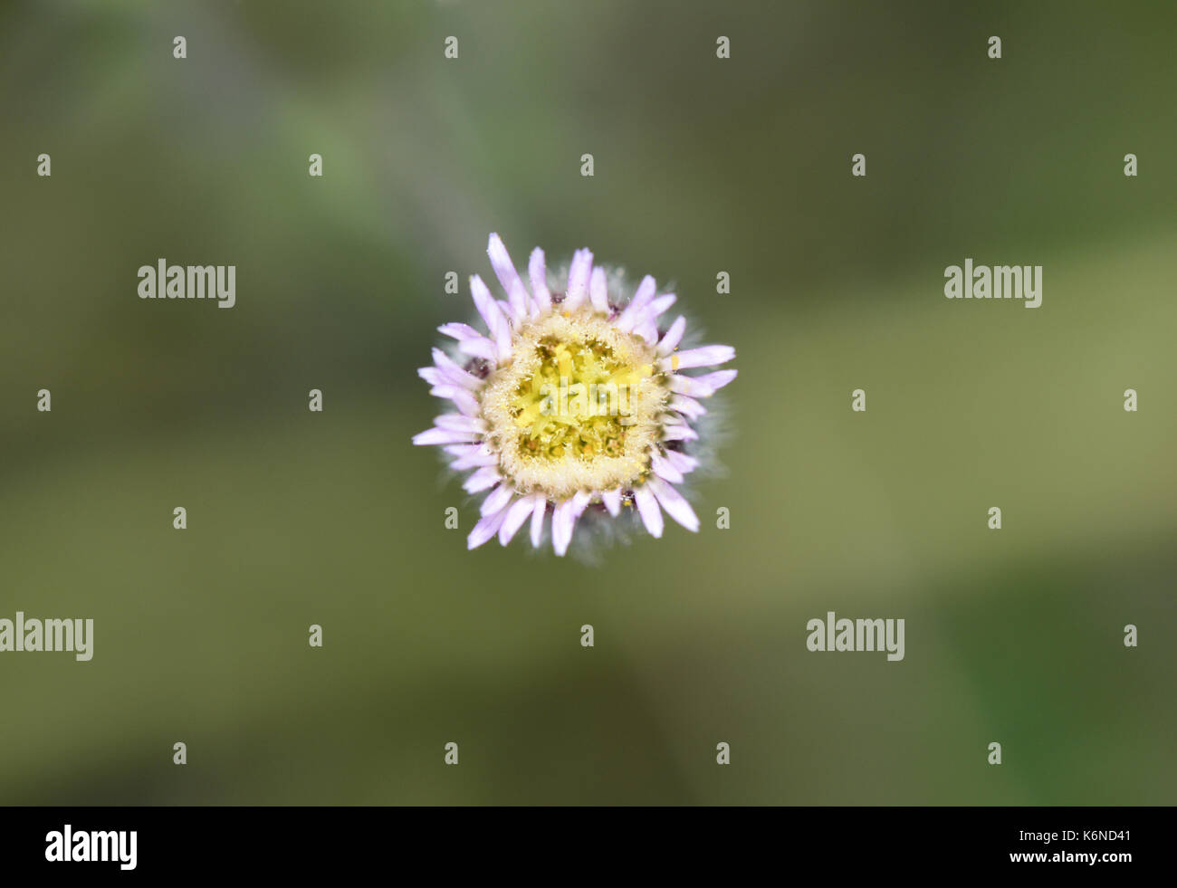 Purple fleabane hi-res stock photography and images - Alamy