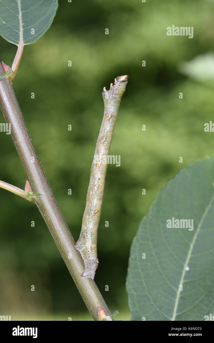 Peppered moth caterpillar hi-res stock photography and images - Alamy