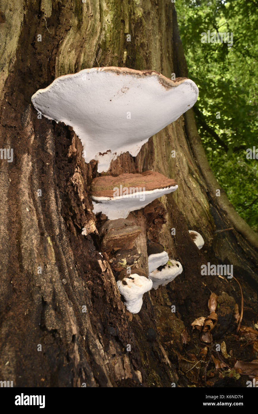 Ganoderma australe hi-res stock photography and images - Alamy