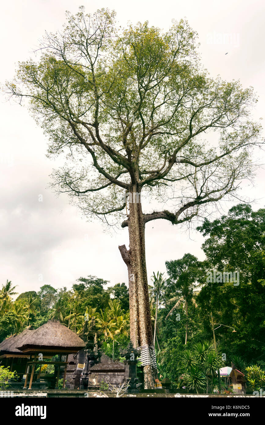 Very tall tree and Balinese roofs at Goa Gajah Temple Bali Indonesia ...