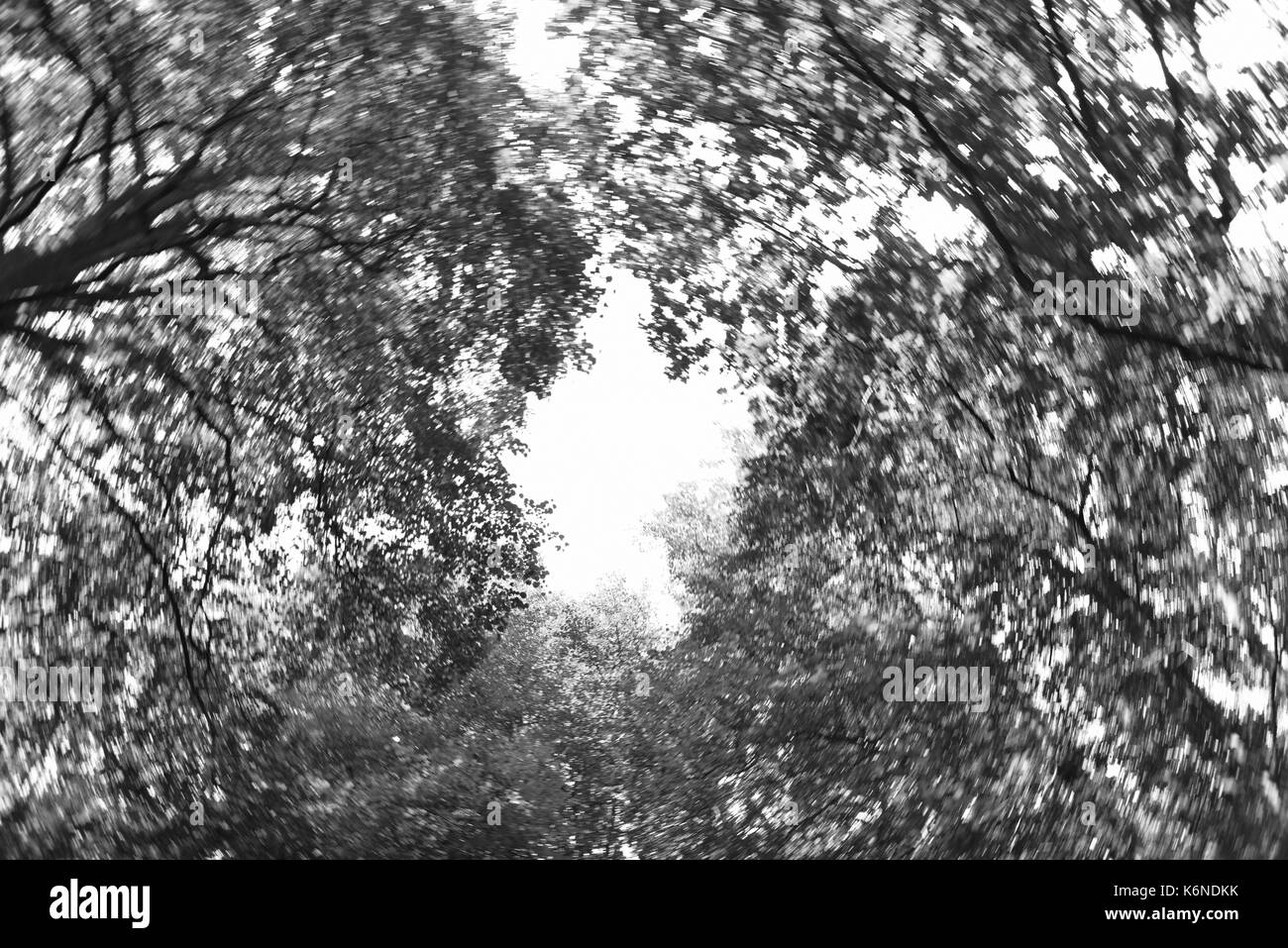 Canopy woodland hi-res stock photography and images - Alamy