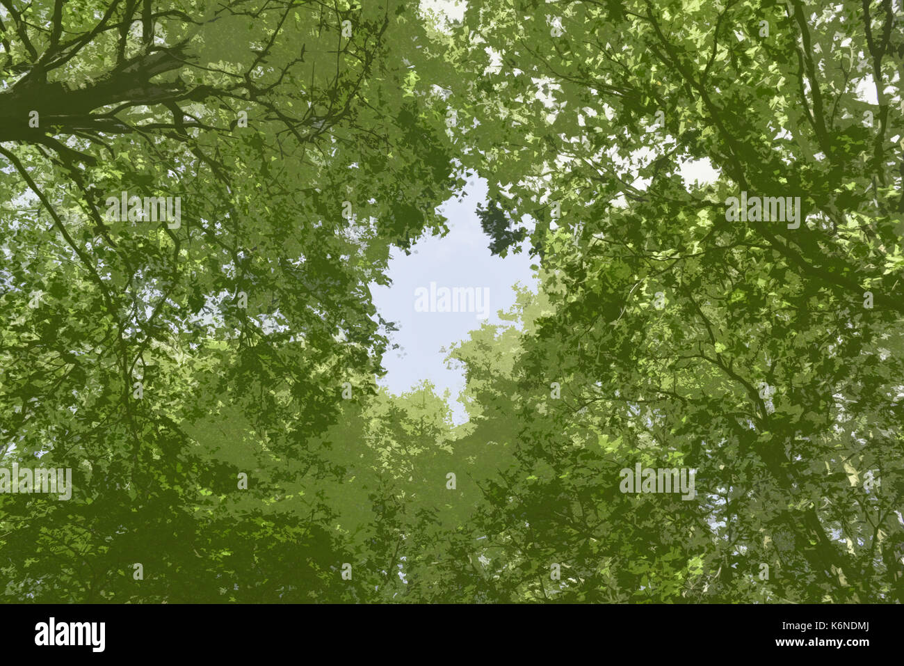 Canopy of deciduous trees hi-res stock photography and images - Alamy