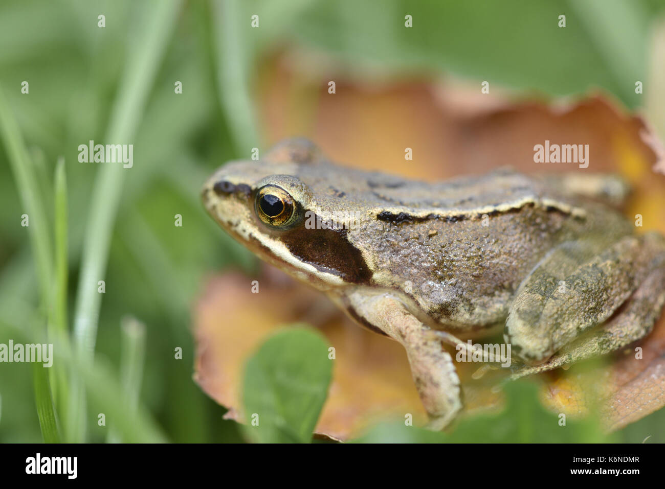 Closeup common common frog hi-res stock photography and images - Alamy