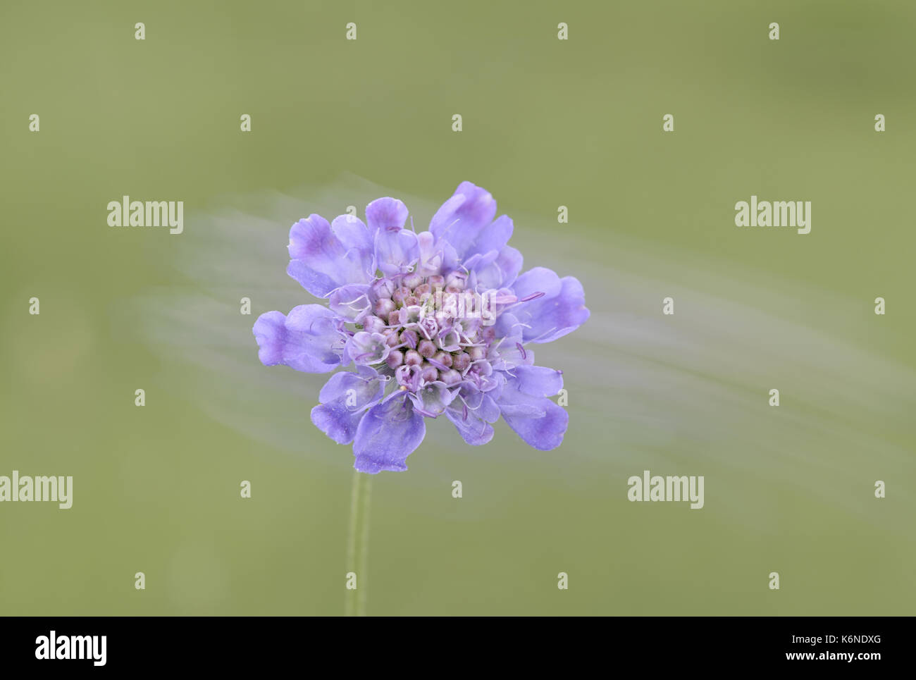 Scabiosa hi-res stock photography and images - Alamy