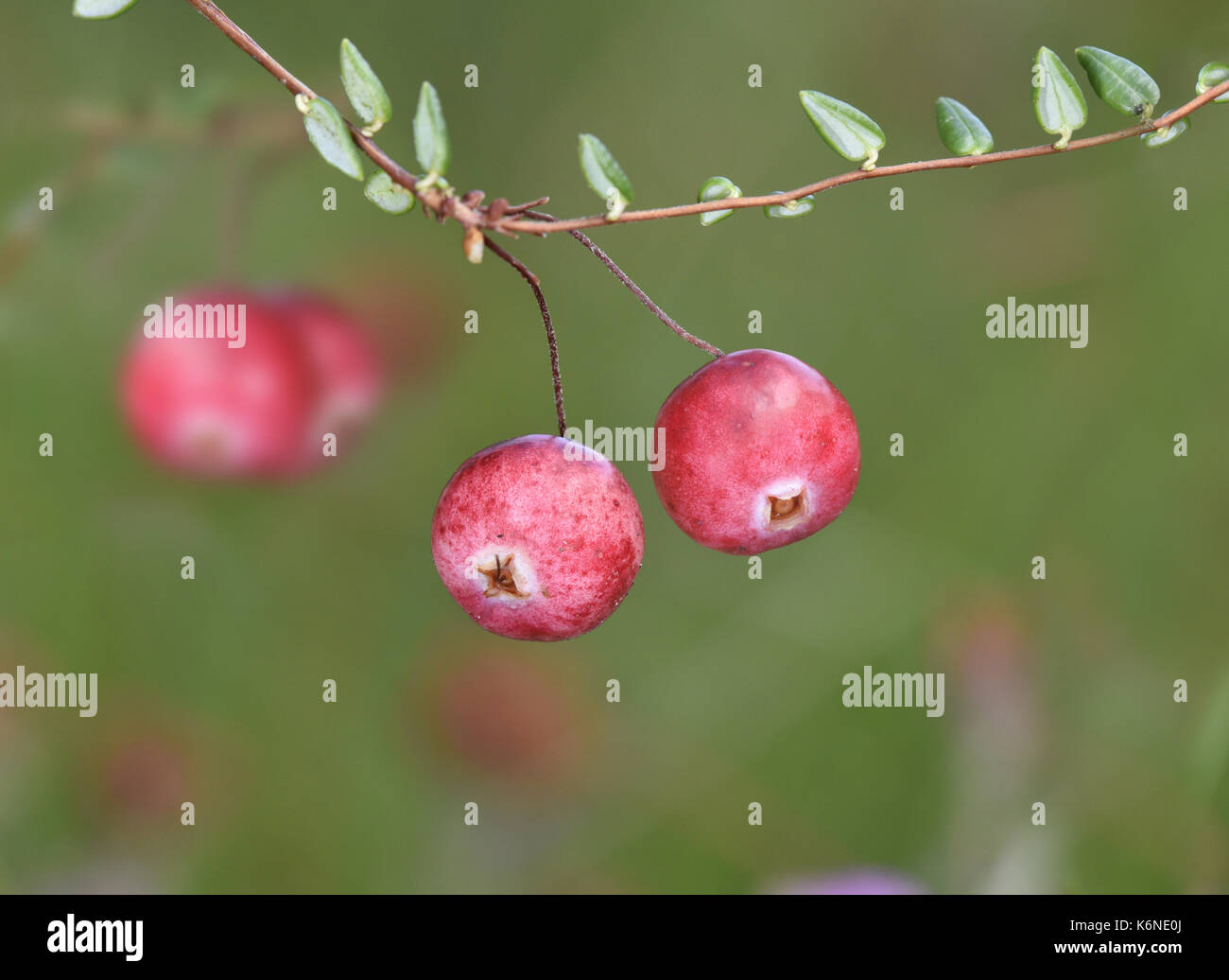 Cranberry - Vaccinium oxycoccus Stock Photo - Alamy