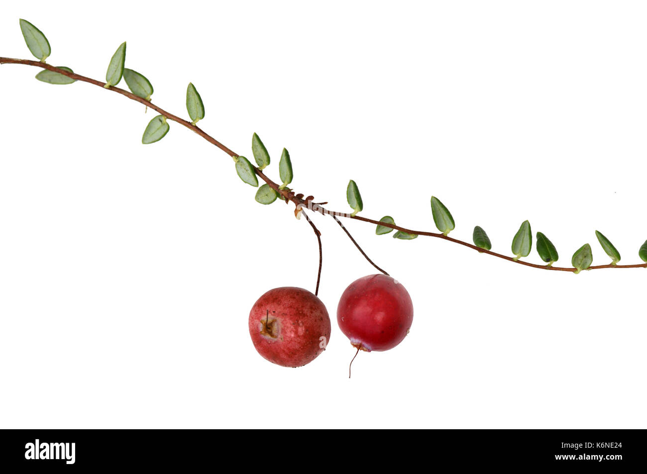 Cranberry - Vaccinium oxycoccus Stock Photo - Alamy