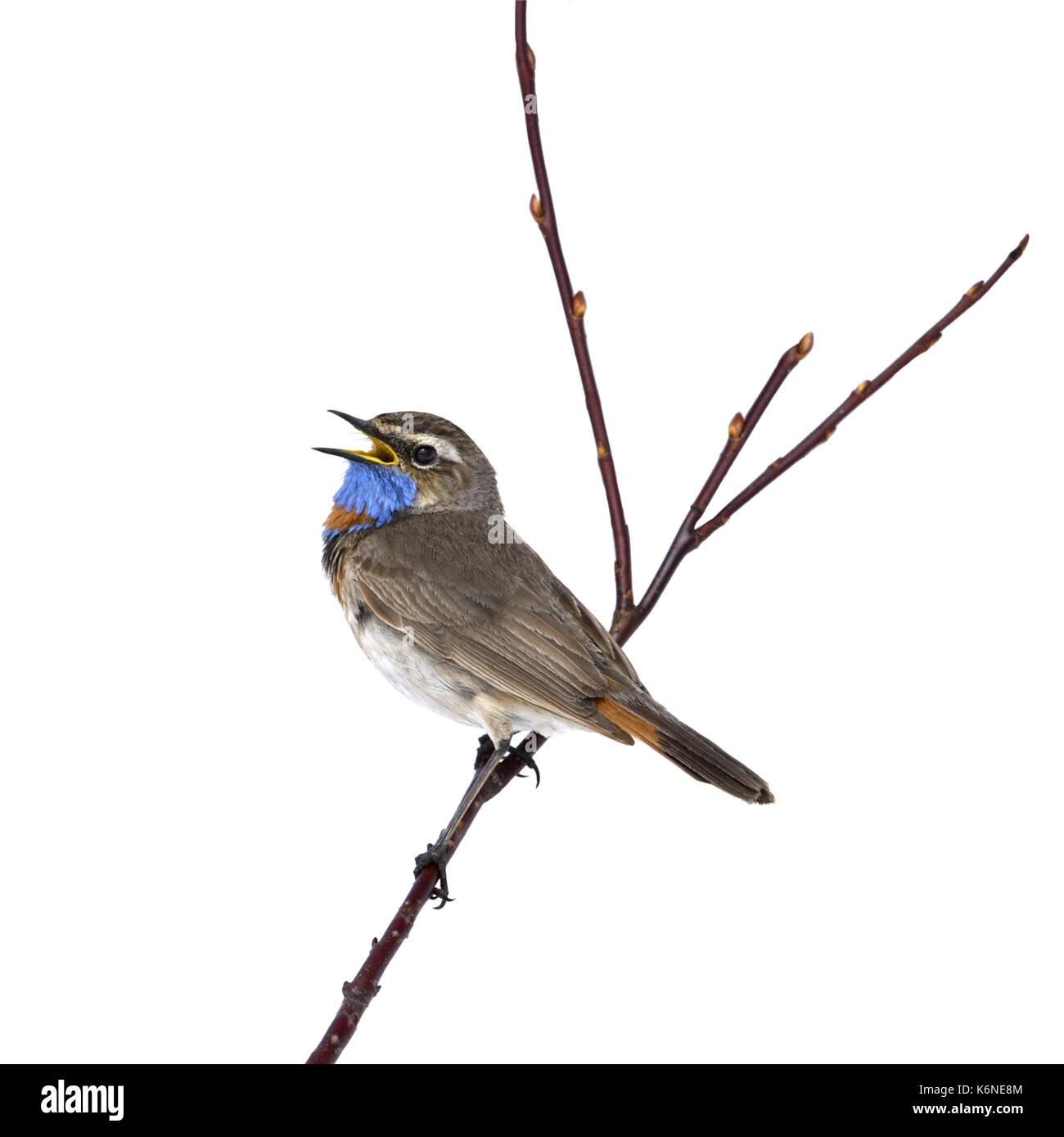 Bluethroat - Luscinia svecica Stock Photo - Alamy