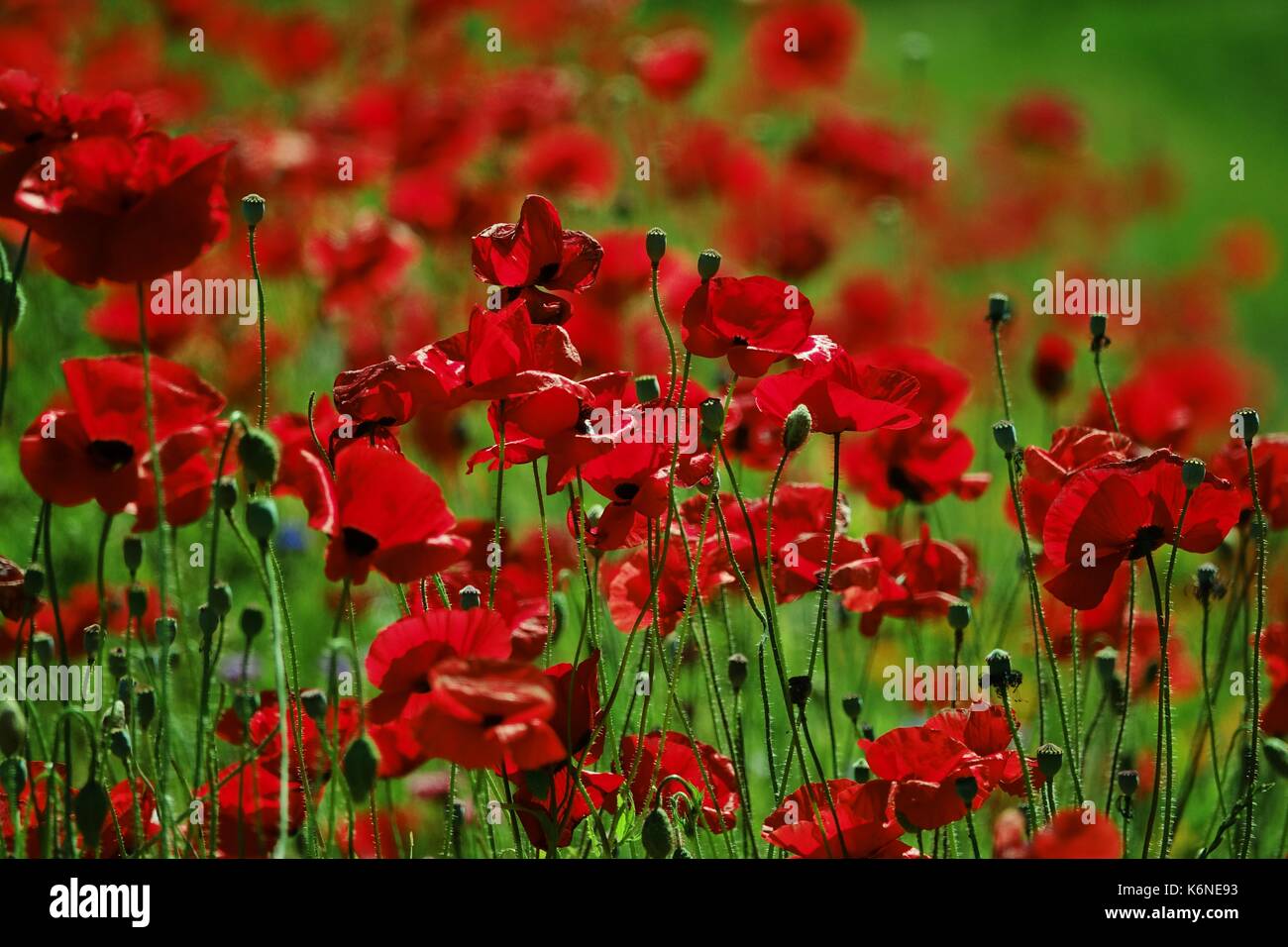 Poppy field remembrance Stock Photo - Alamy