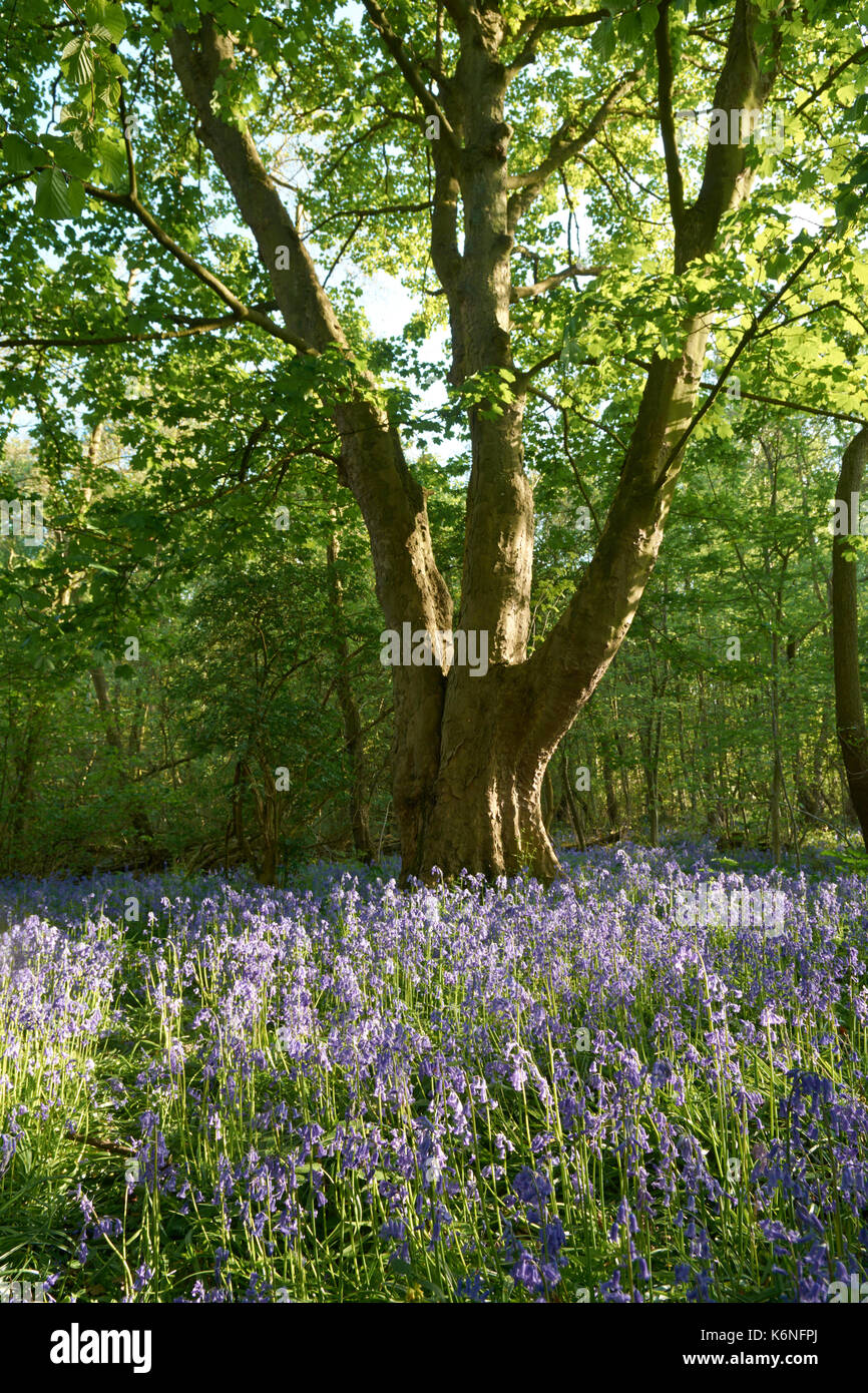 Bluebells at PIlley Woods - Barnsley, Yorkshire, UK Stock Photo - Alamy