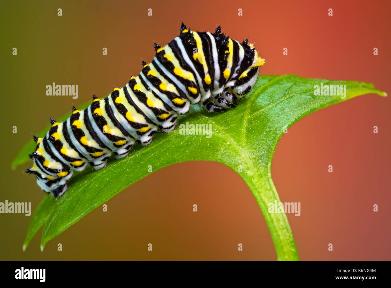 Swallowtail butterfly caterpillar hi-res stock photography and images ...