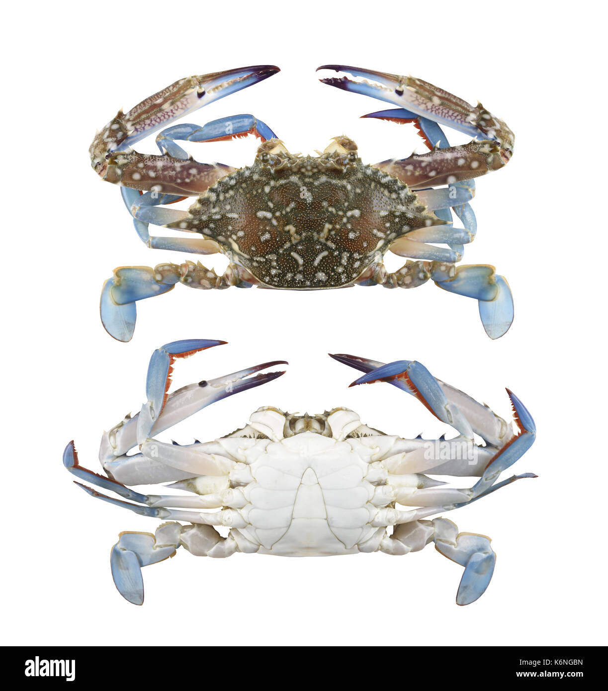 Blue manna crab hi-res stock photography and images - Alamy