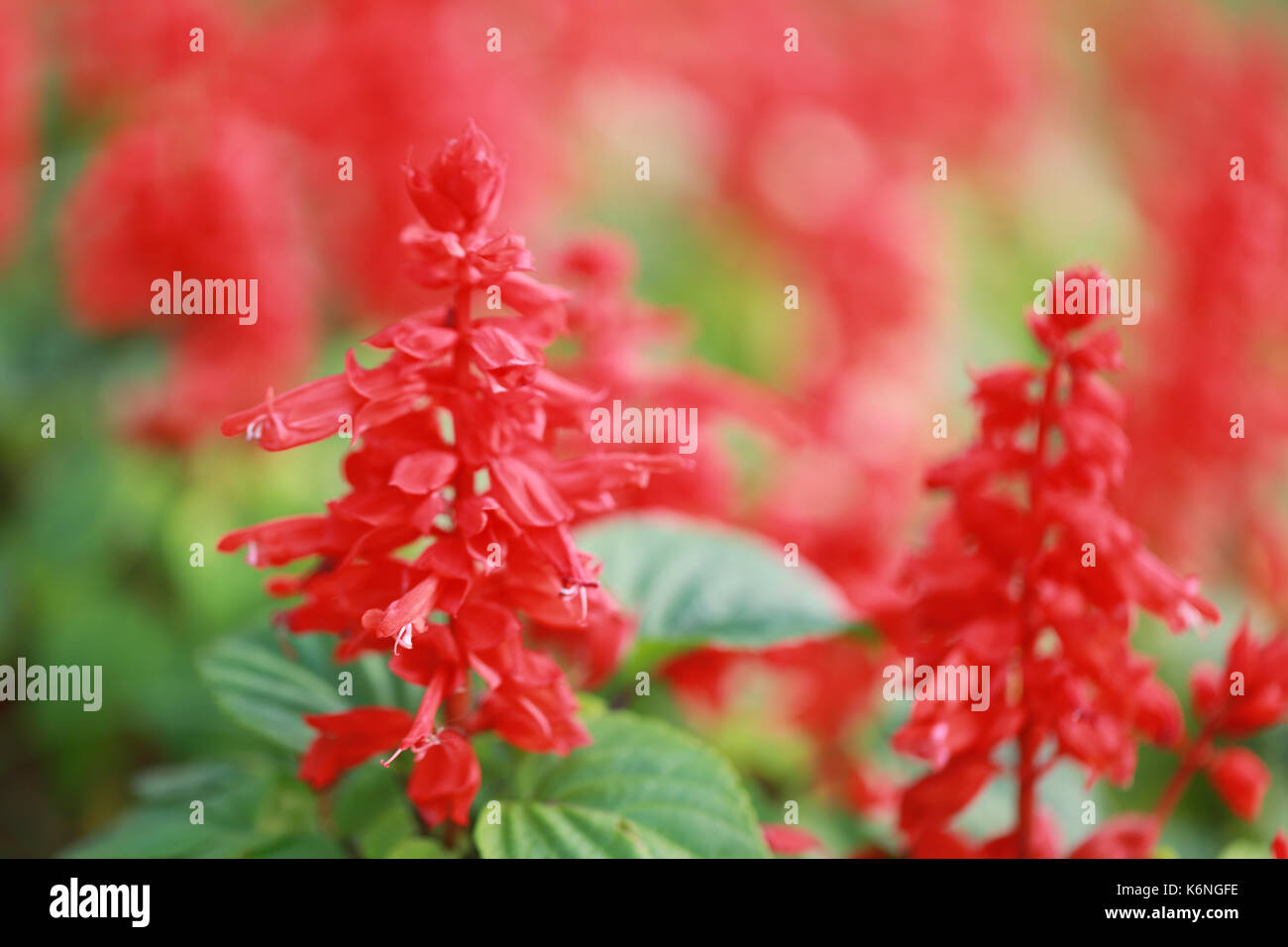Red salvia flower are blooming in the flower garden Stock Photo - Alamy