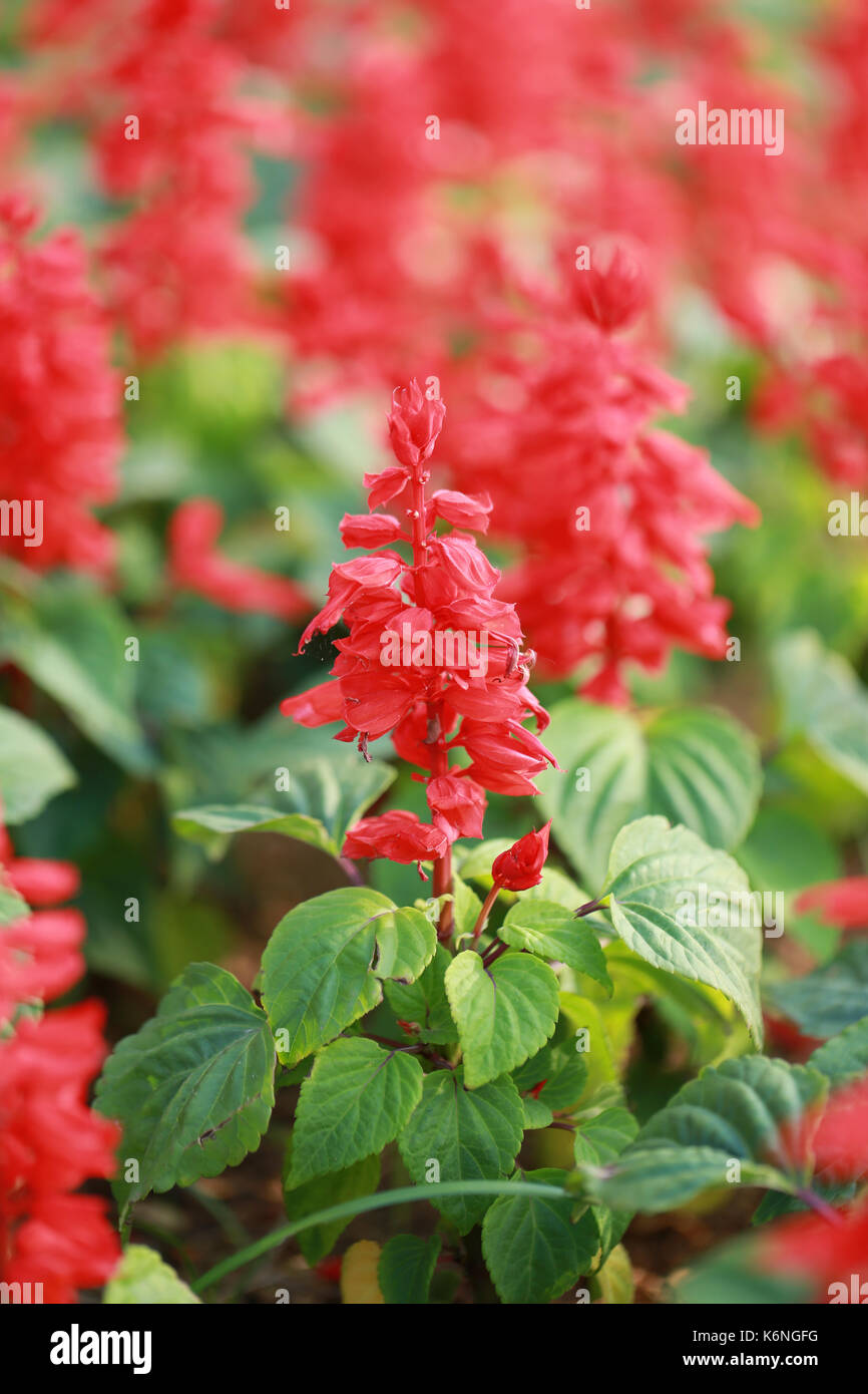 Red salvia flower are blooming in the flower garden Stock Photo - Alamy