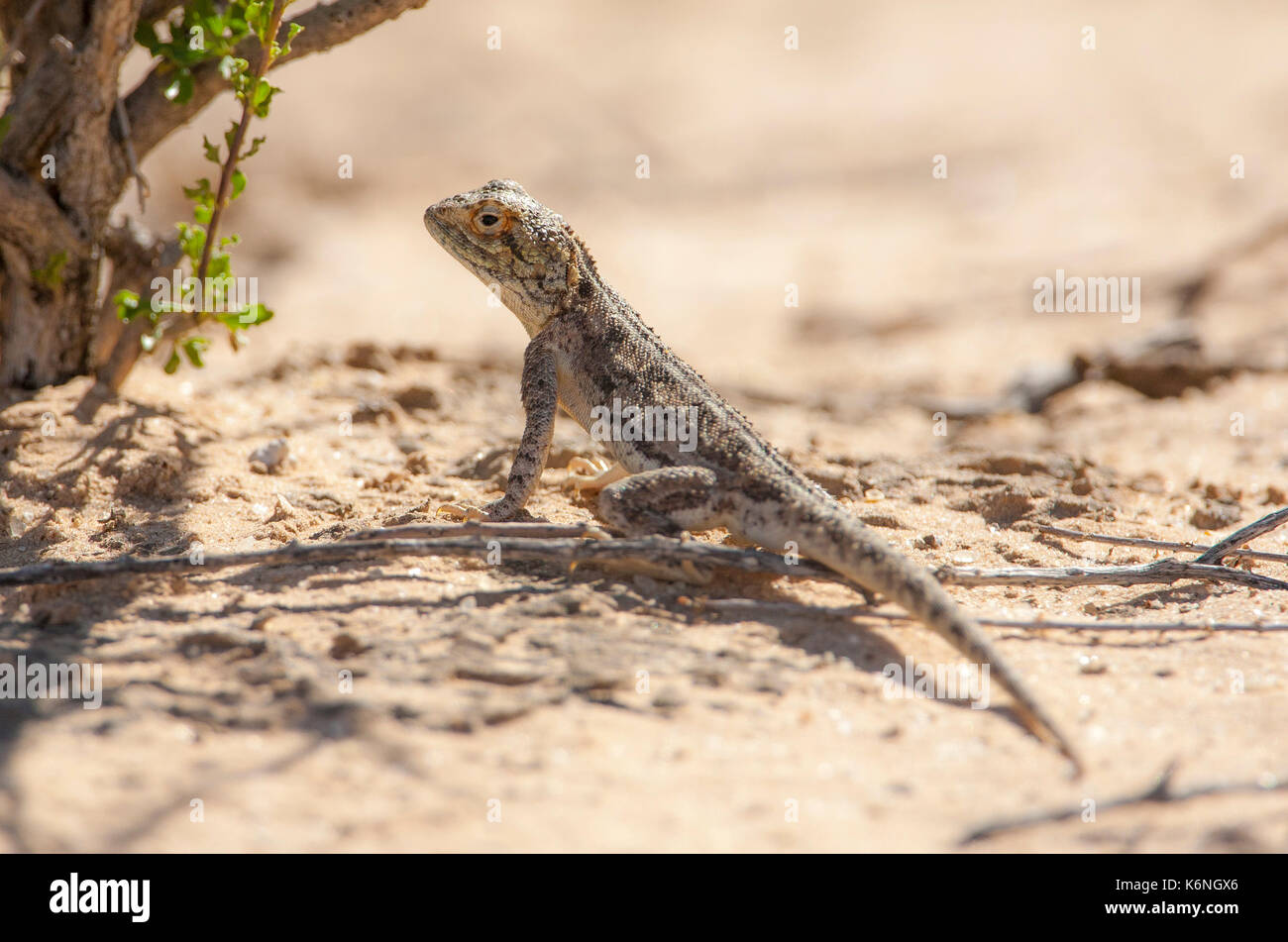 Juvenile agama hi-res stock photography and images - Alamy