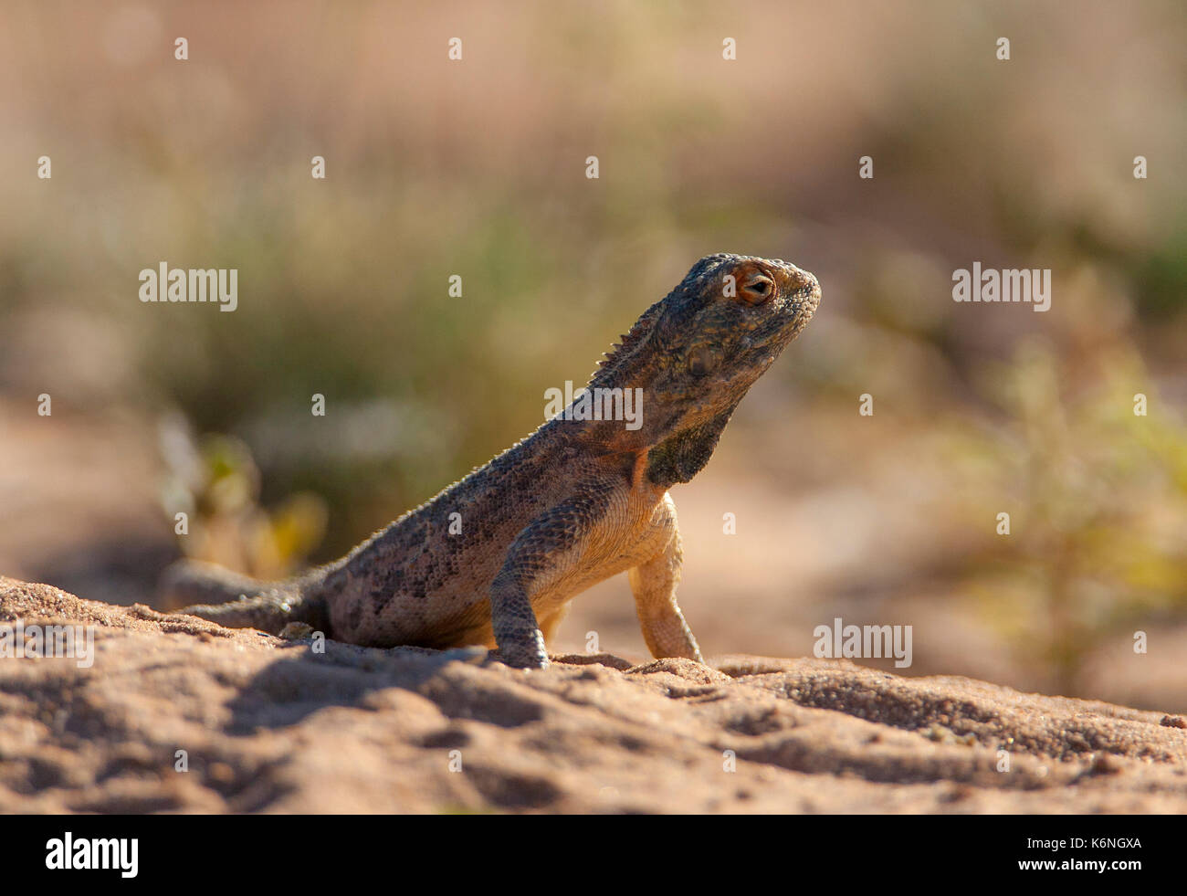 Ground Agama High Resolution Stock Photography and Images - Alamy