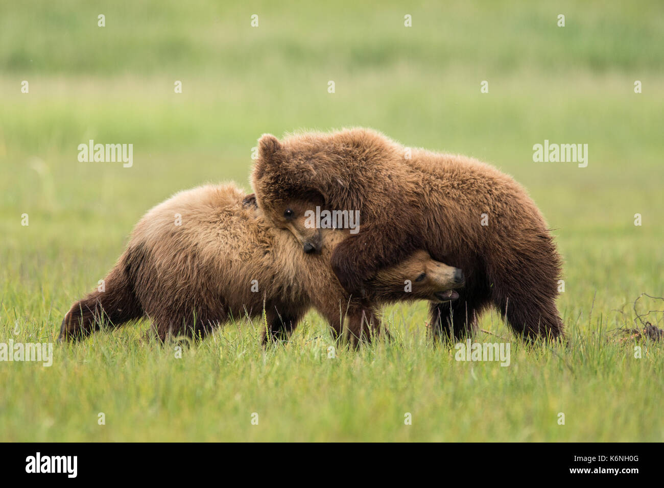 Playful grizzly cubs hi-res stock photography and images - Alamy