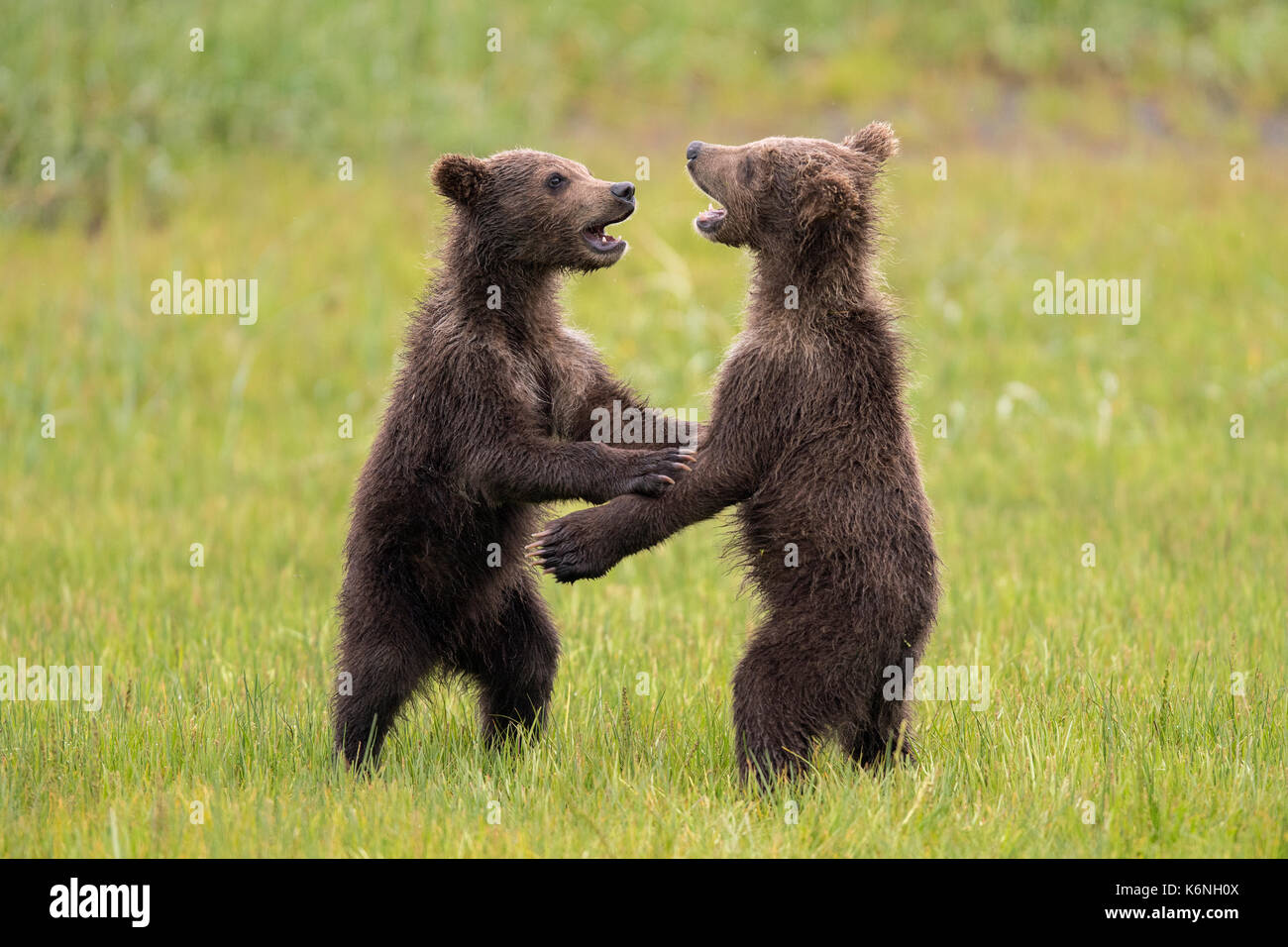Alaska brown bear cubs play fighting hi-res stock photography and ...