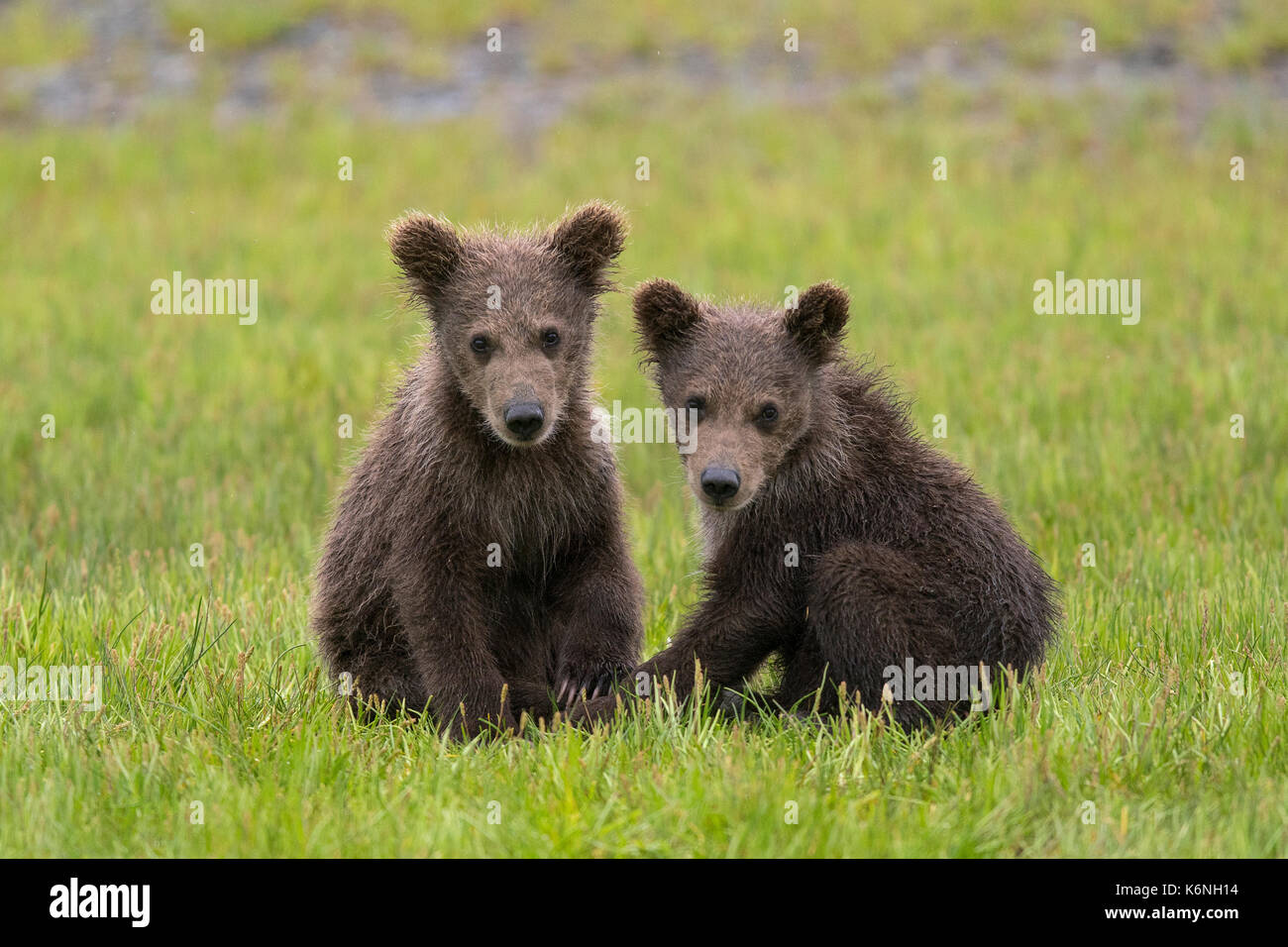 Spring cubs looking cute Stock Photo - Alamy