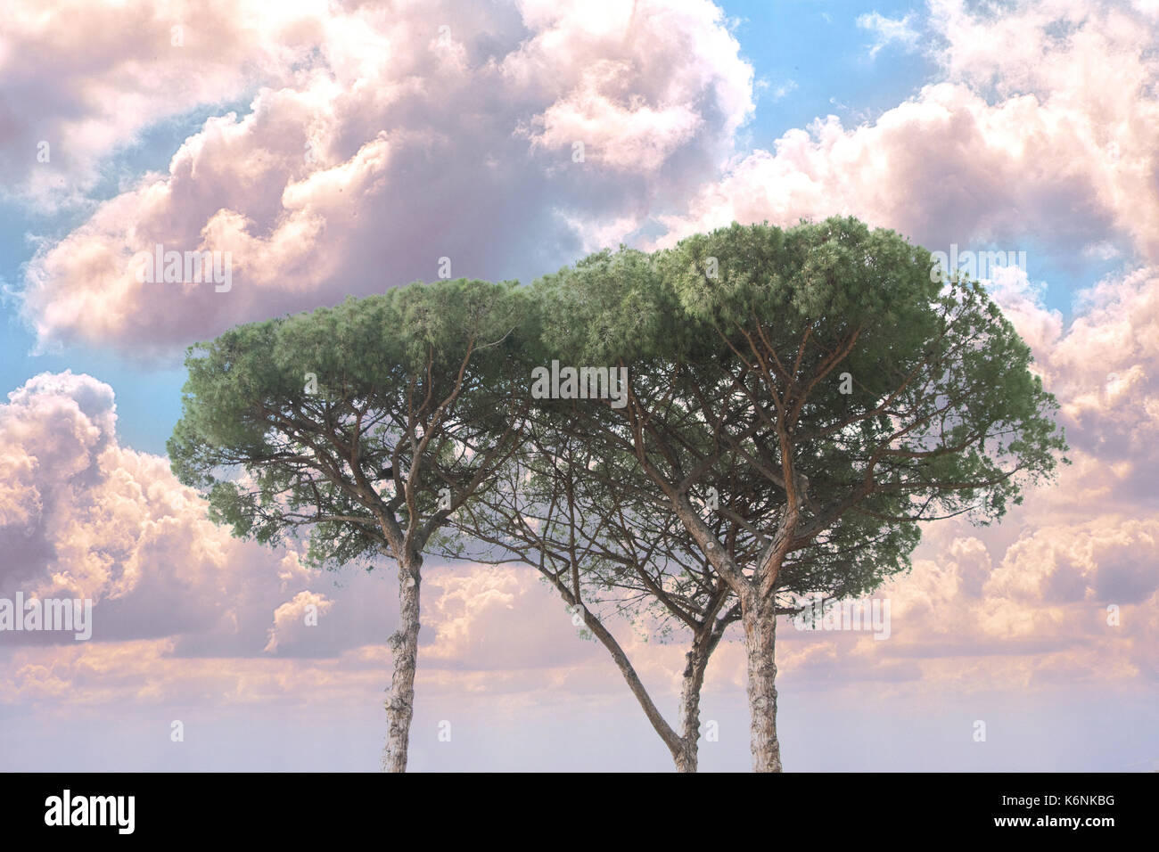 Pinus maritima hi-res stock photography and images - Alamy