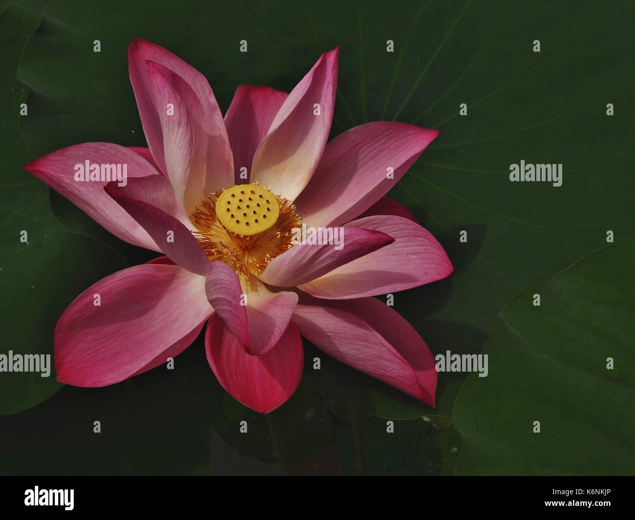Lotusflower hi-res stock photography and images - Alamy