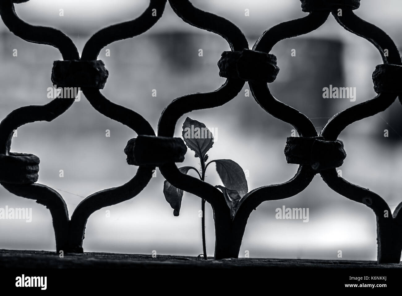 Close up the old rusted JALIS with unique design Stock Photo - Alamy