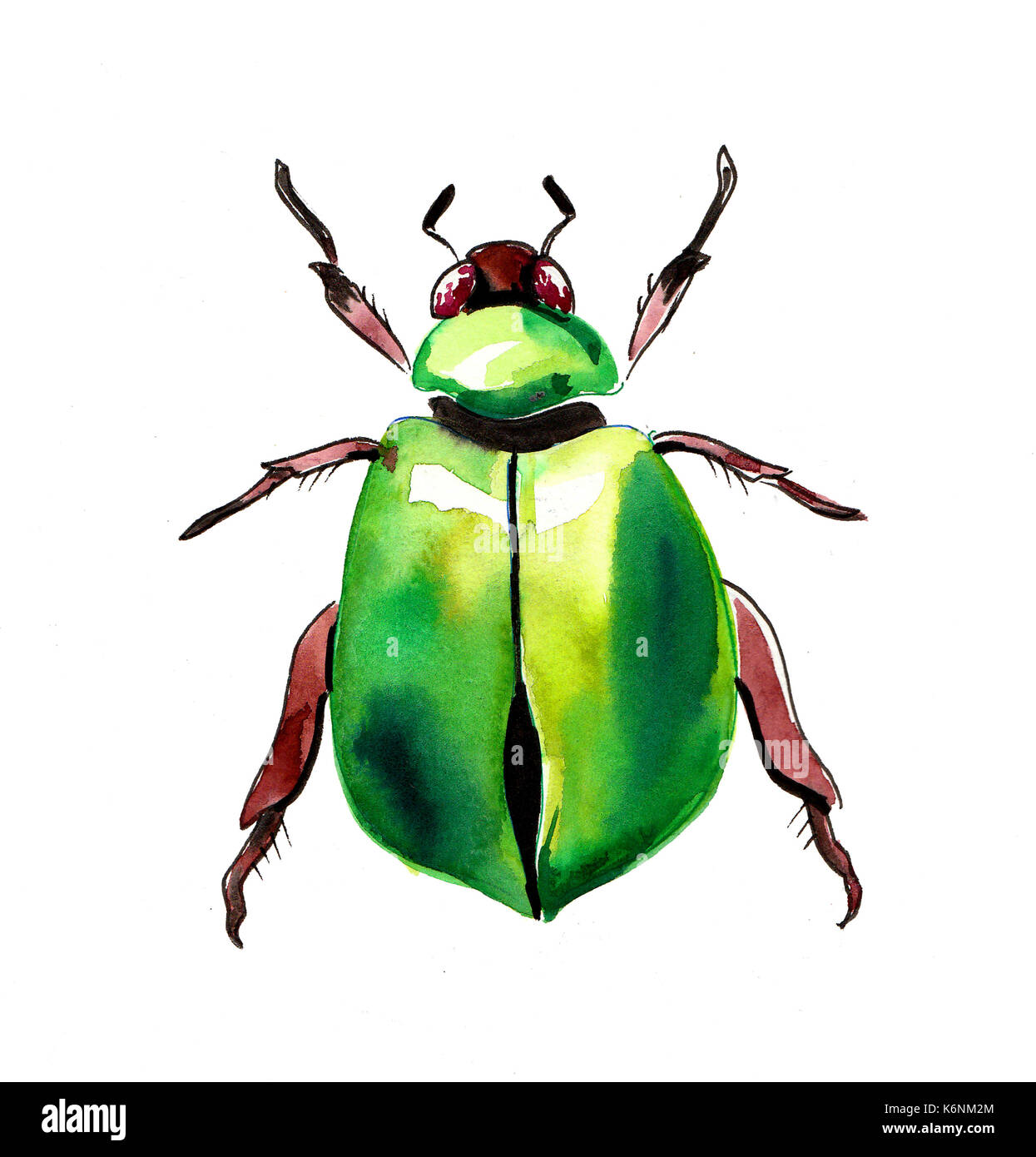 Green watercolor beetle Stock Photo - Alamy